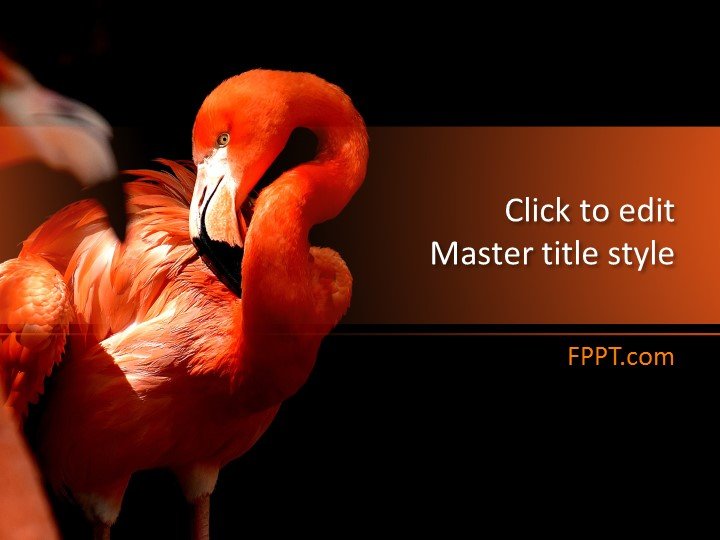Free Flamingo PowerPoint Template - Free PowerPoint Templates