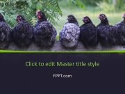 Free Chicken PowerPoint Templates