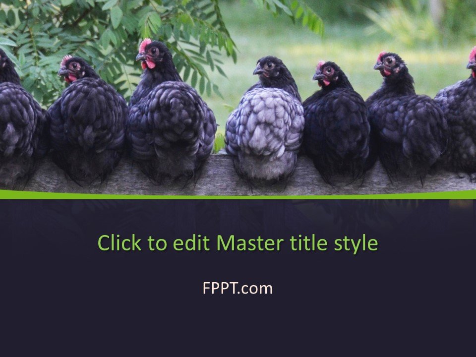 Free Chicken PowerPoint Templates