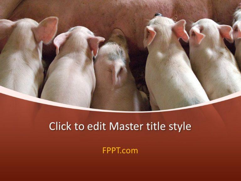 Free Pig PowerPoint Templates